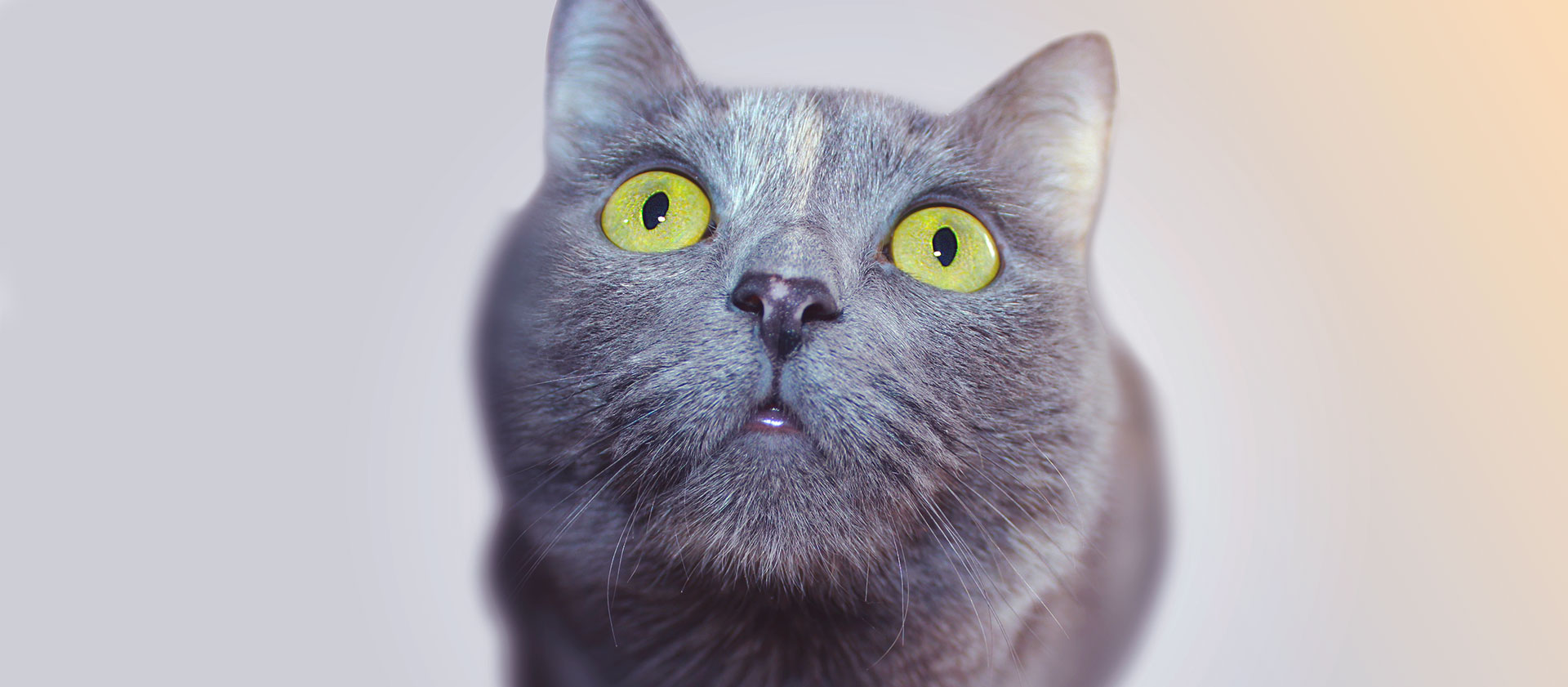 ¿Qué es el CAT? | SuperTasas